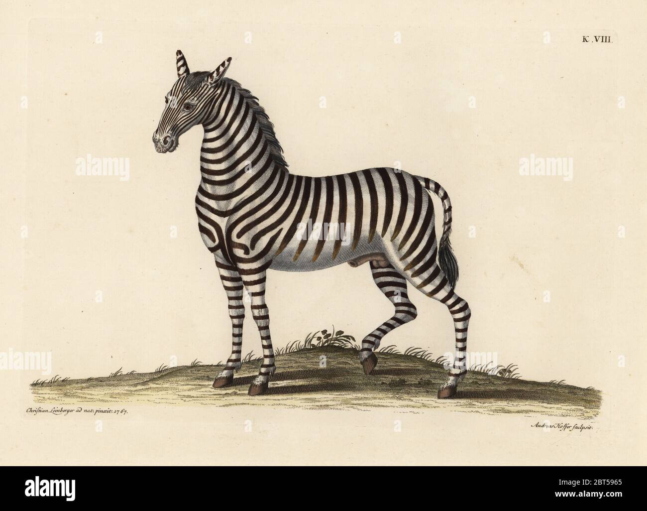 Zèbre des plaines, Equus quagga. Cheval-tigre d'Afrique, les espèces ...