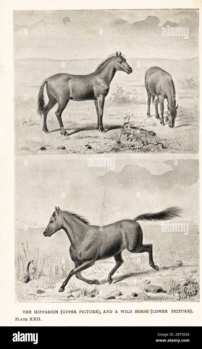 évolution du cheval Banque de photographies et d’images à haute ...