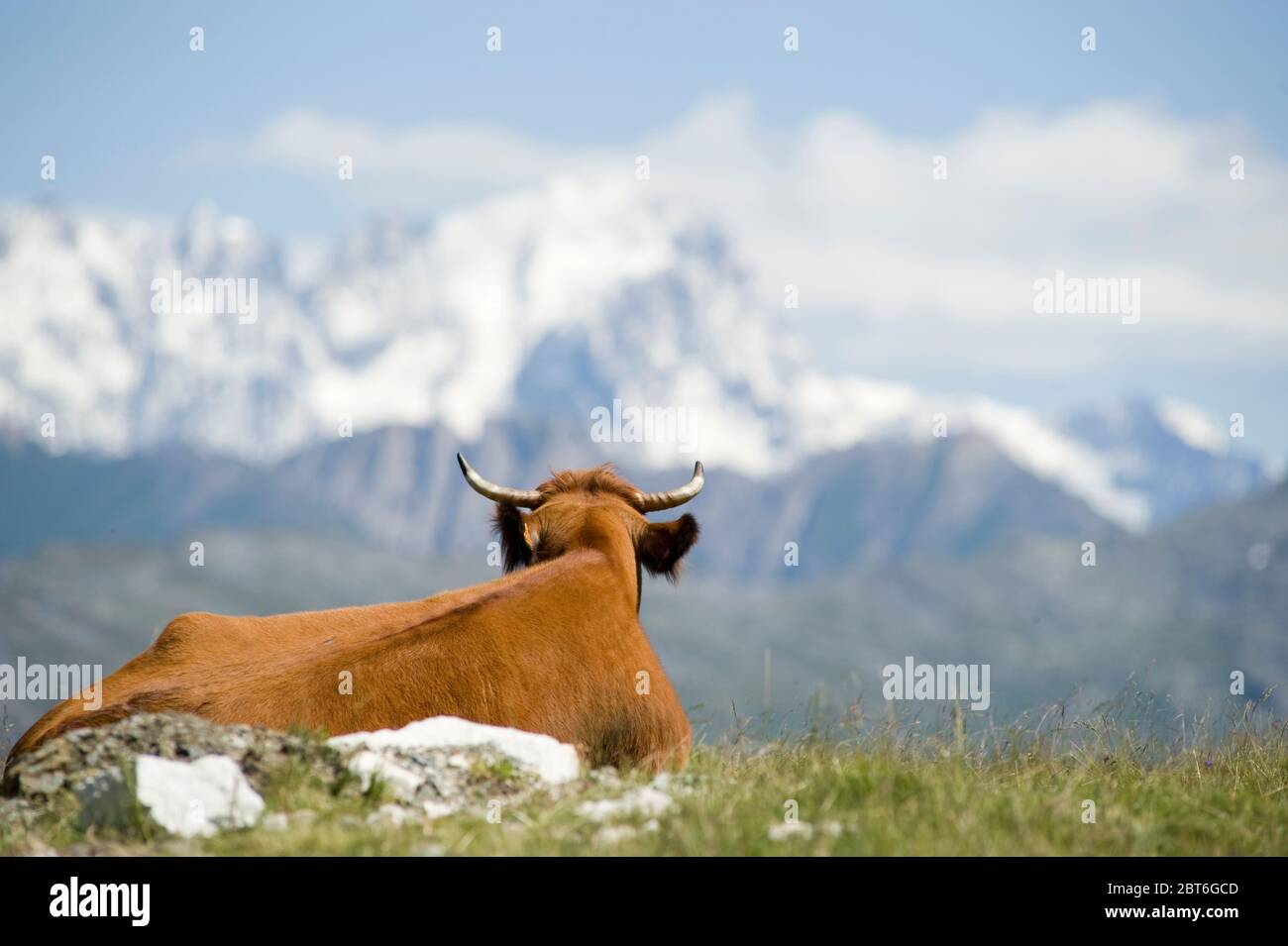 Vache tarentaise fromage Banque de photographies et d’images à haute ...
