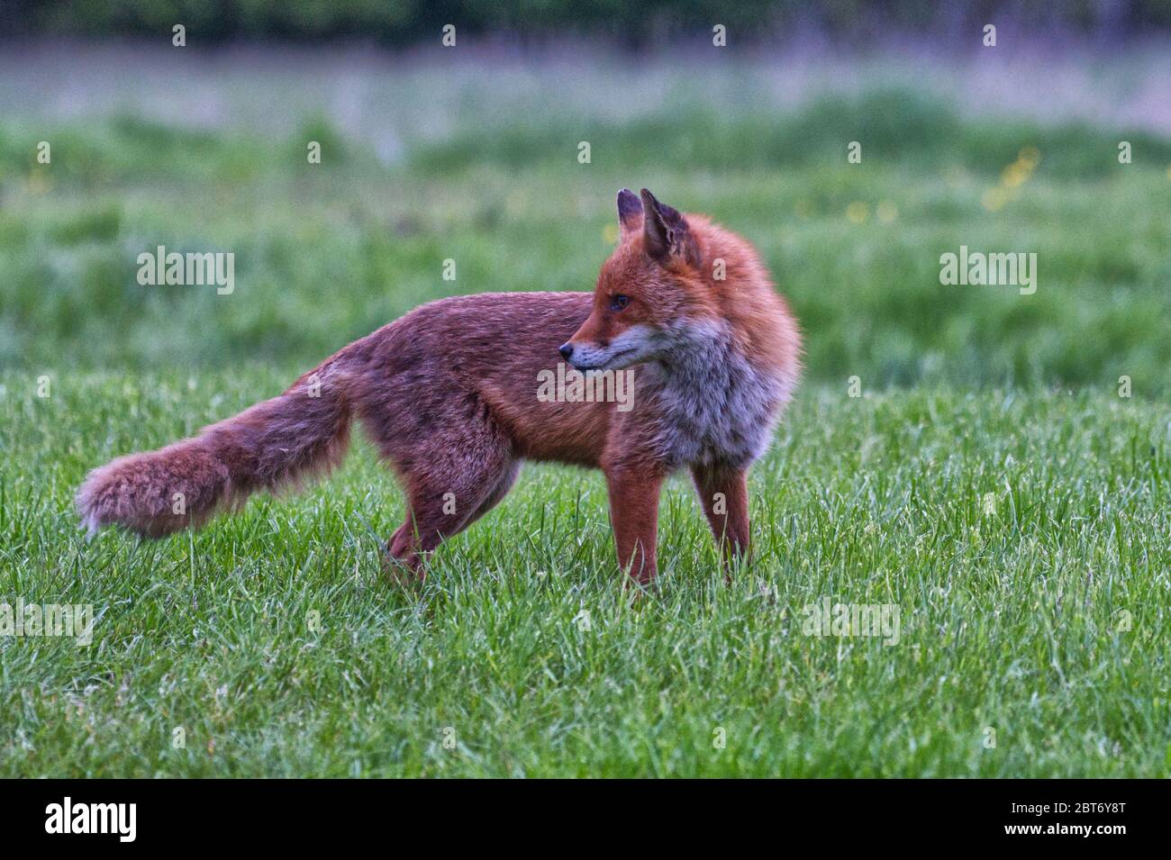 Beau renard roux Banque de photographies et d’images à haute résolution ...