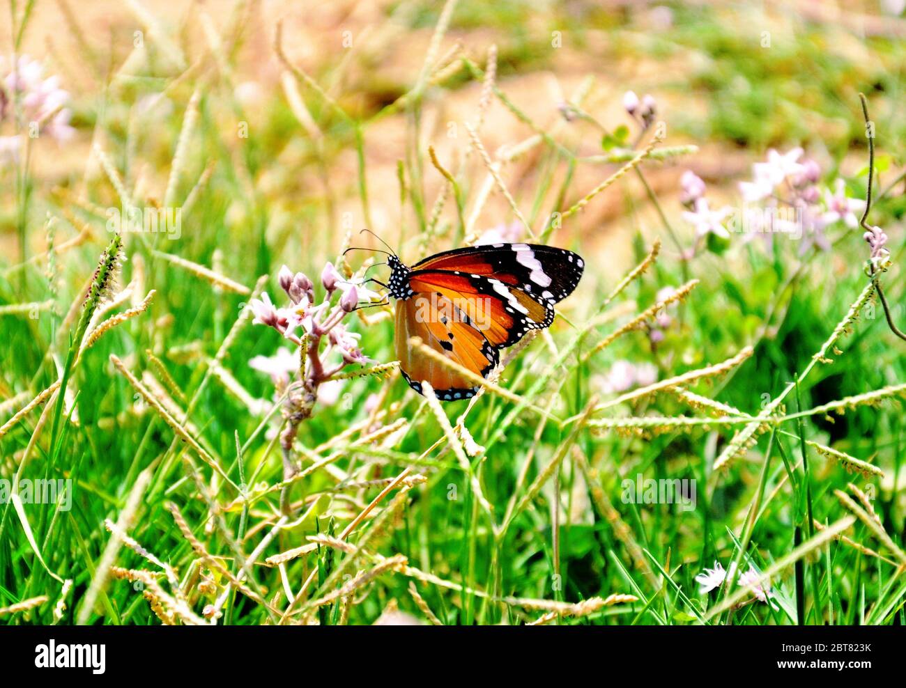 Papillon egypt Banque de photographies et d’images à haute résolution ...