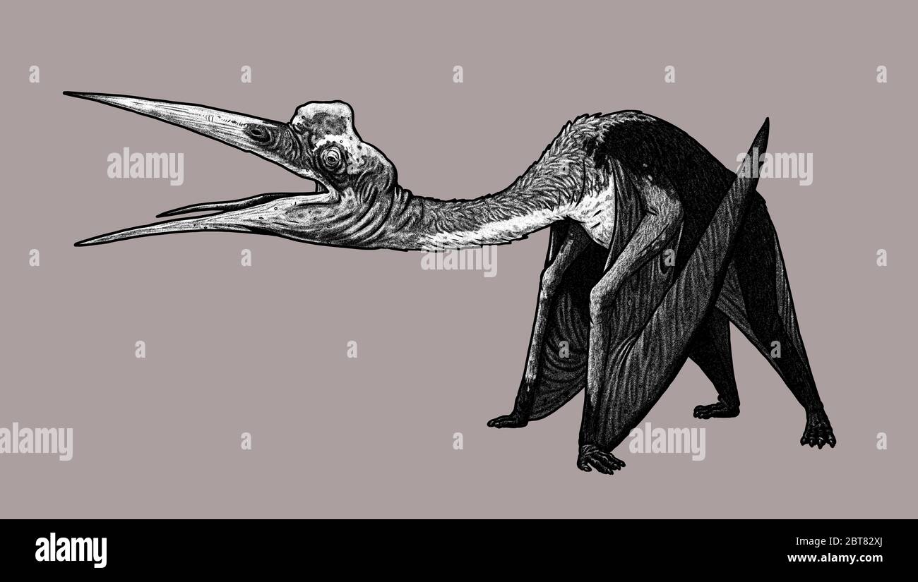 Ptérosaure préhistorique - Quetzalcoatlus. Reptiles volants de l'époque ...
