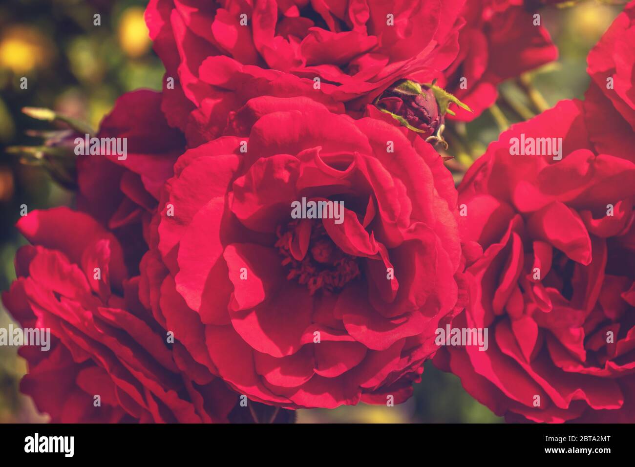 Roses rouges romantiques Banque de photographies et d’images à haute ...