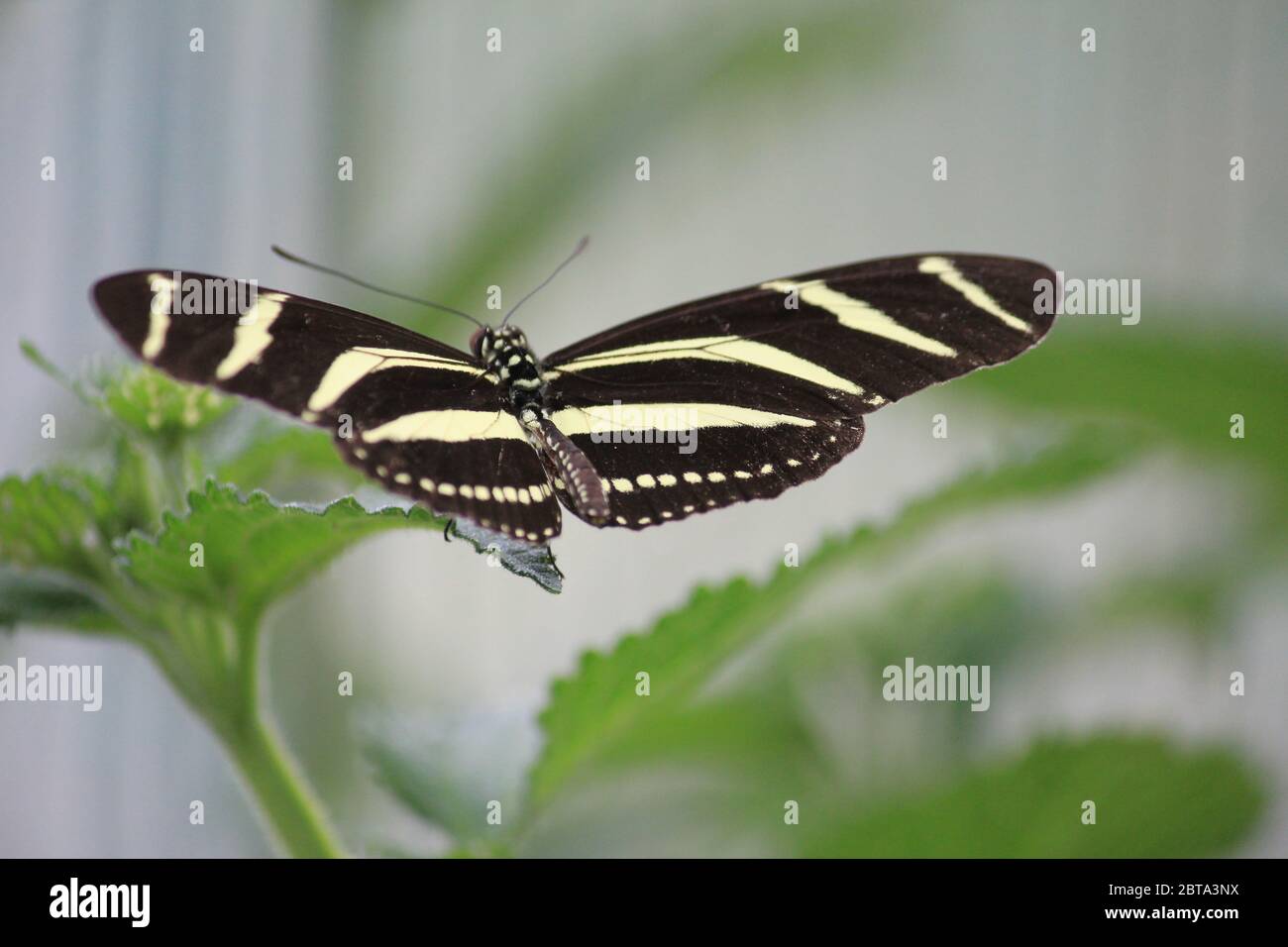 Papillon vole dans la foret Banque de photographies et d’images à haute ...