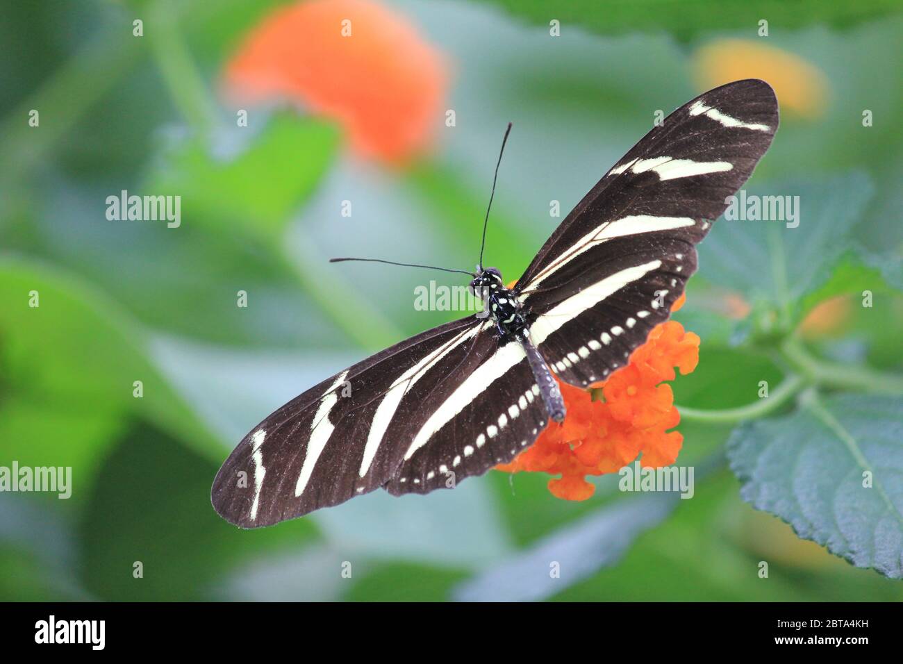 Papillon vole dans la foret Banque de photographies et d’images à haute ...