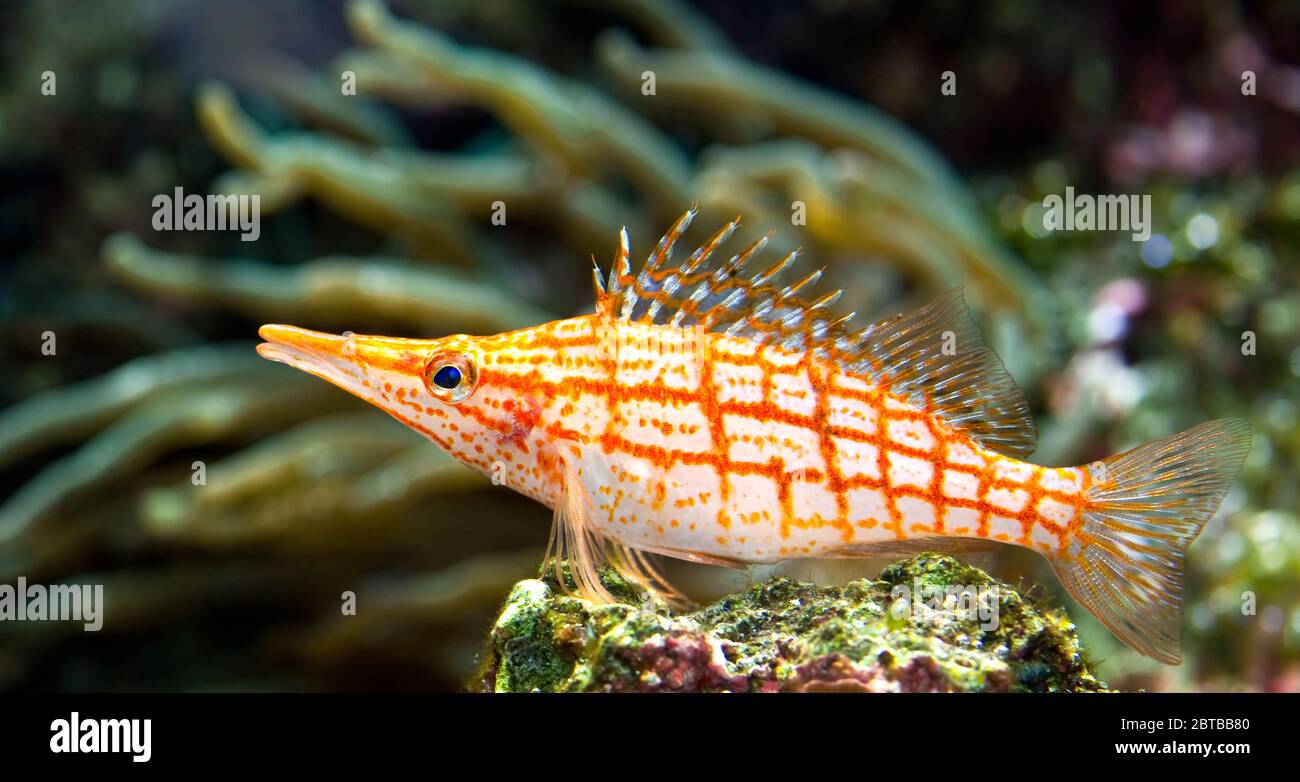 Exemple de poissons tropicaux exotiques à long nez Photo Stock - Alamy