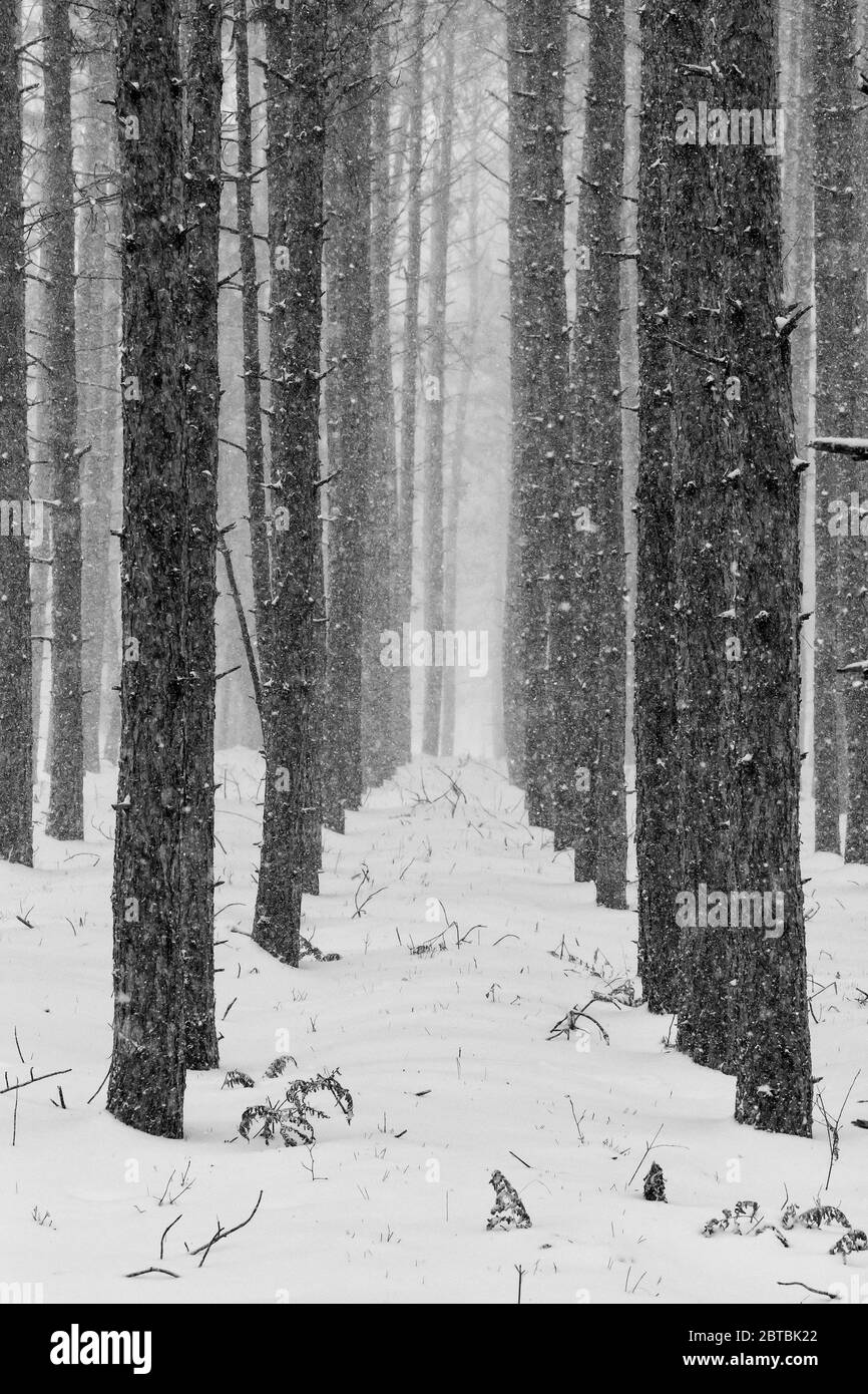 Pin rouge pinus resinosa arbre Banque d'images noir et blanc - Alamy