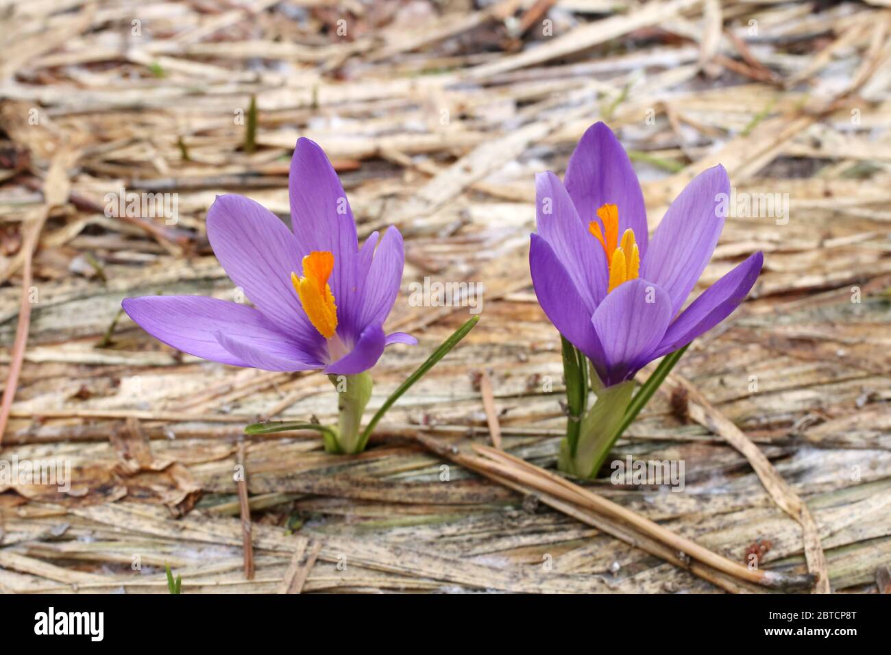 Crocus veluchensis Banque de photographies et d’images à haute ...
