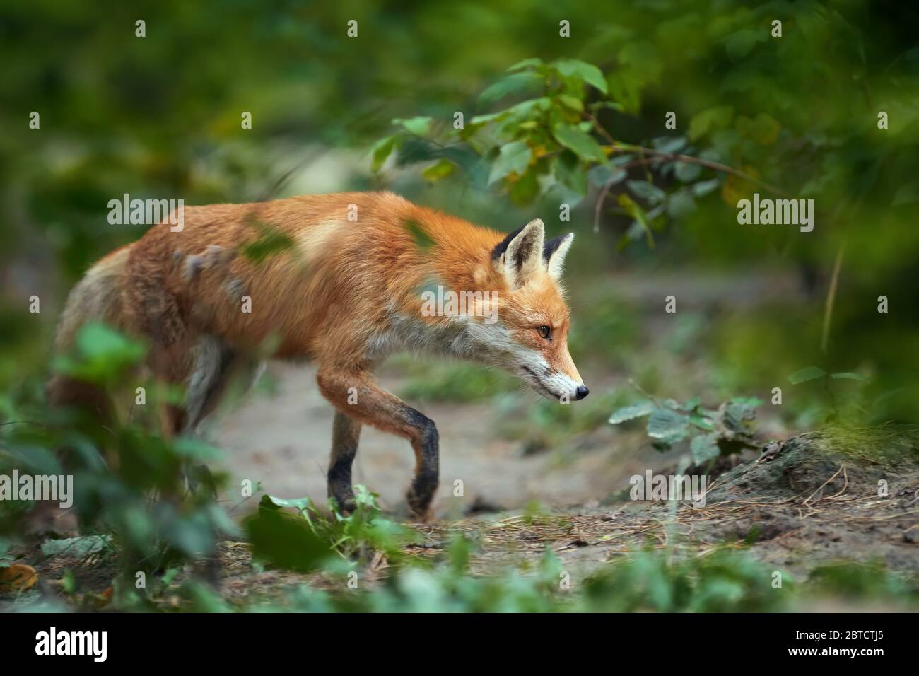 Renard roux en habitat naturel Banque de photographies et d’images à ...