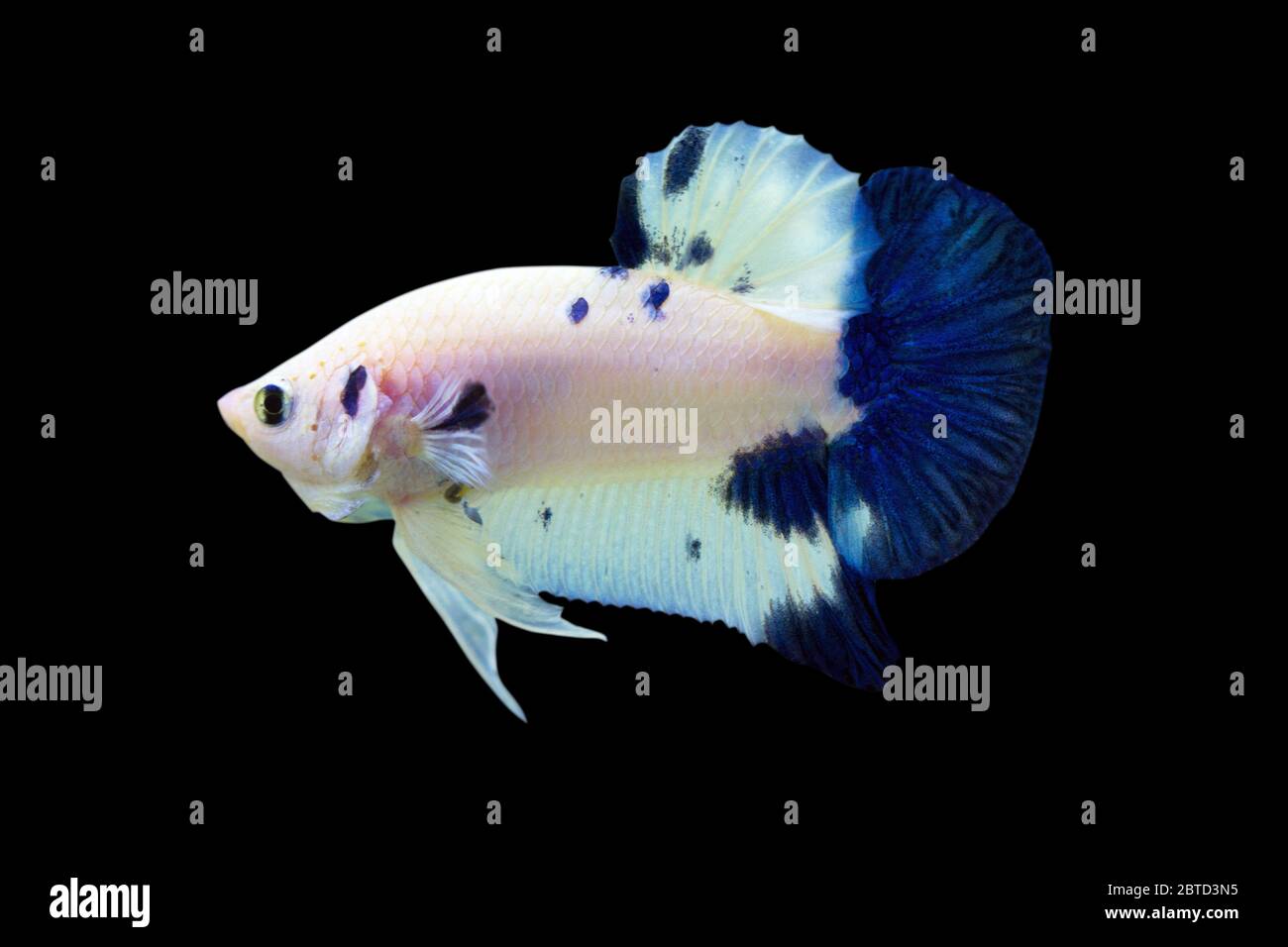 Betta Bule marbre Halfmoon Plakat HMPK mâle ou Plakat luttant contre ...