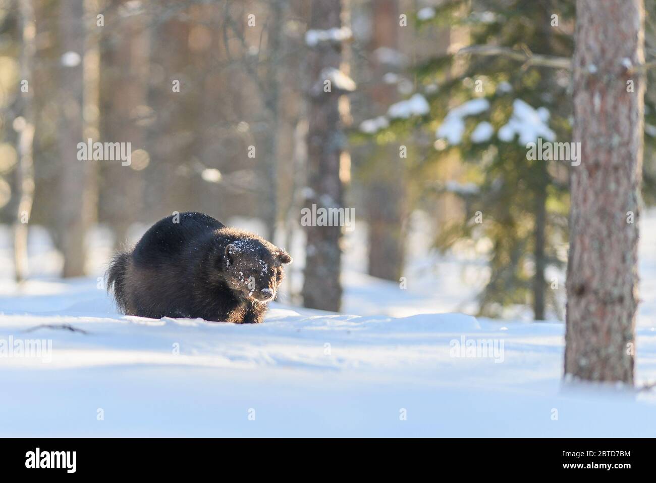 Glouton wolverine gulo gulo animal Banque de photographies et d’images ...
