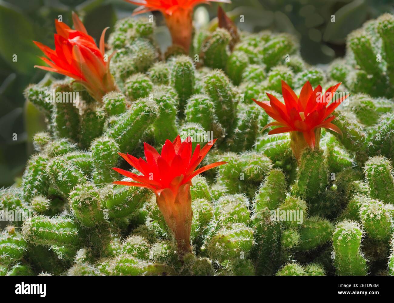 Aporocactus flagelliformis Banque de photographies et d’images à haute ...