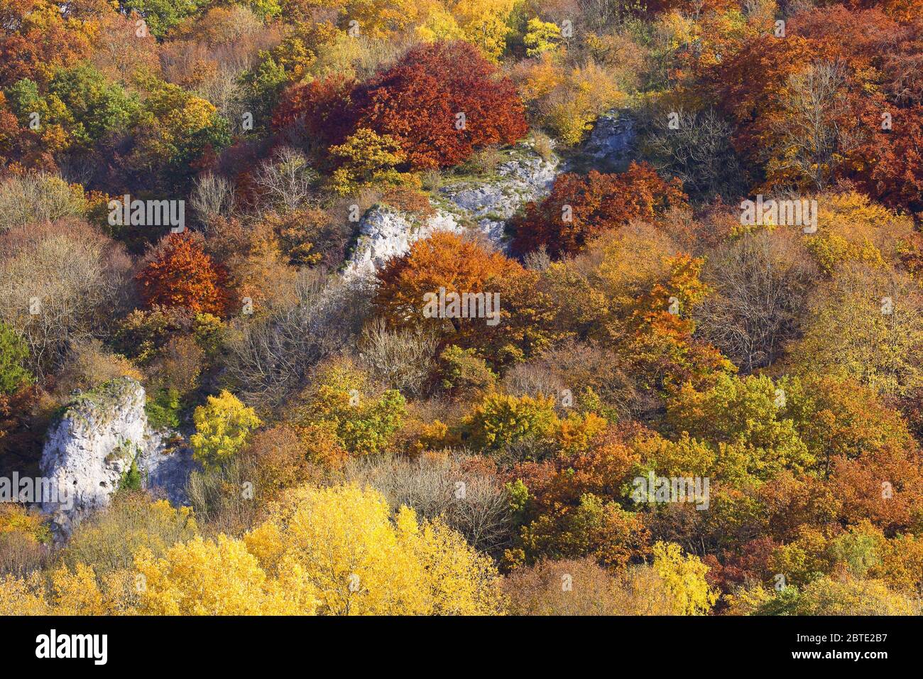 Forêt automne belgique Banque de photographies et d’images à haute ...