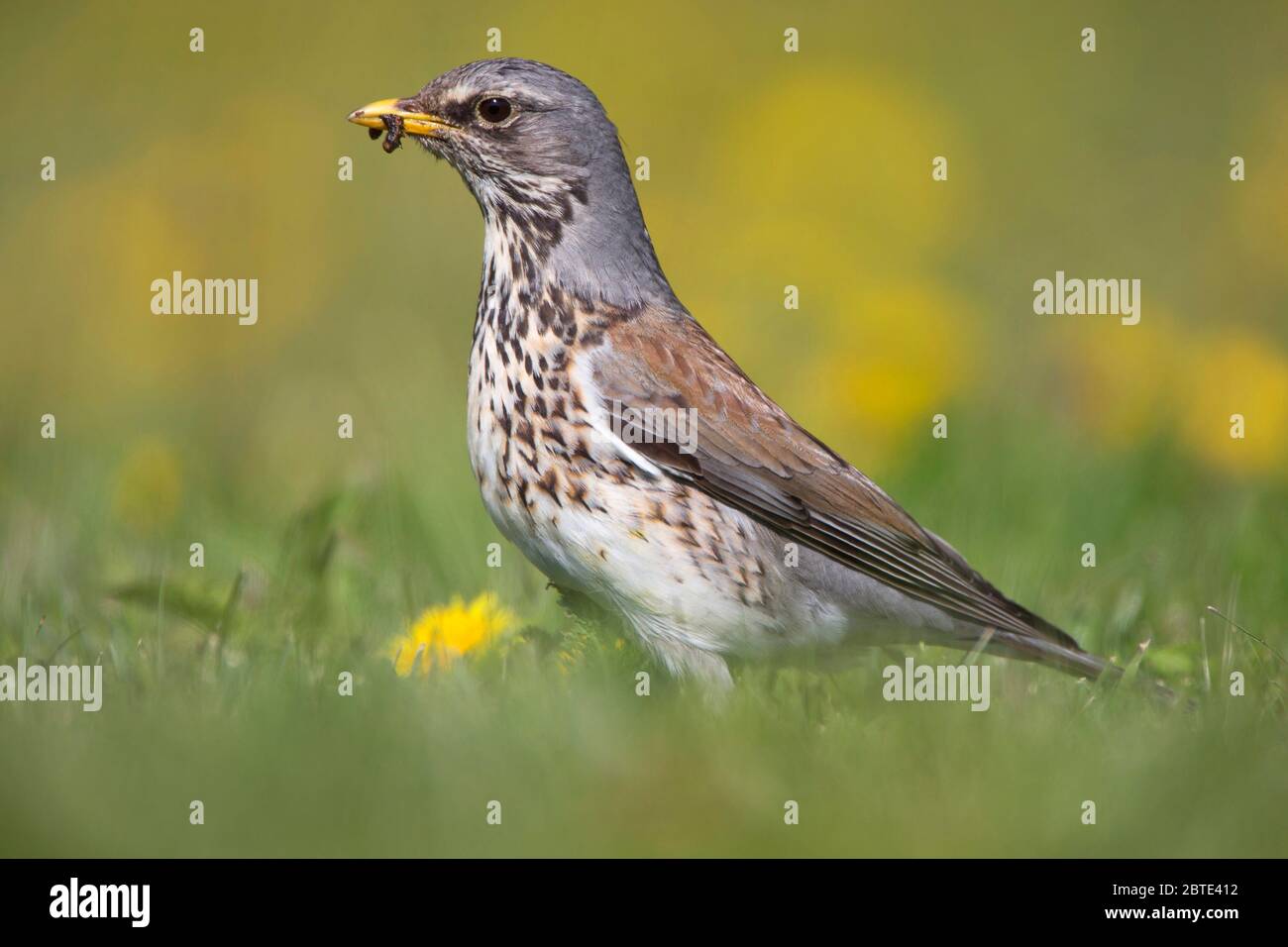 Oiseaux En Belgique Banque d'image et photos - Alamy