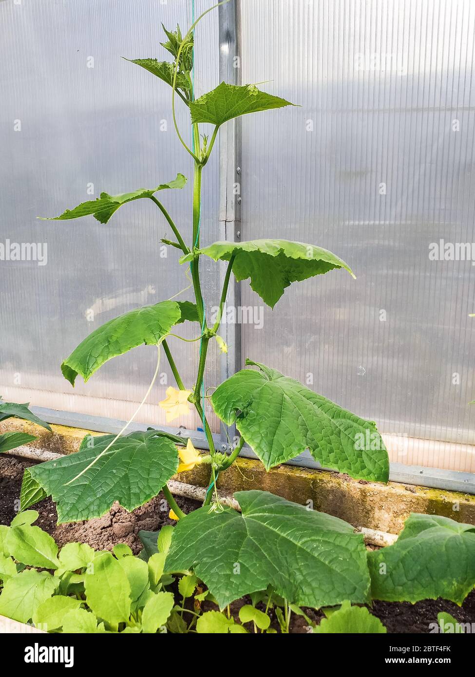 Jeune plantule fraîche de concombre cultivée en champ ouvert ...
