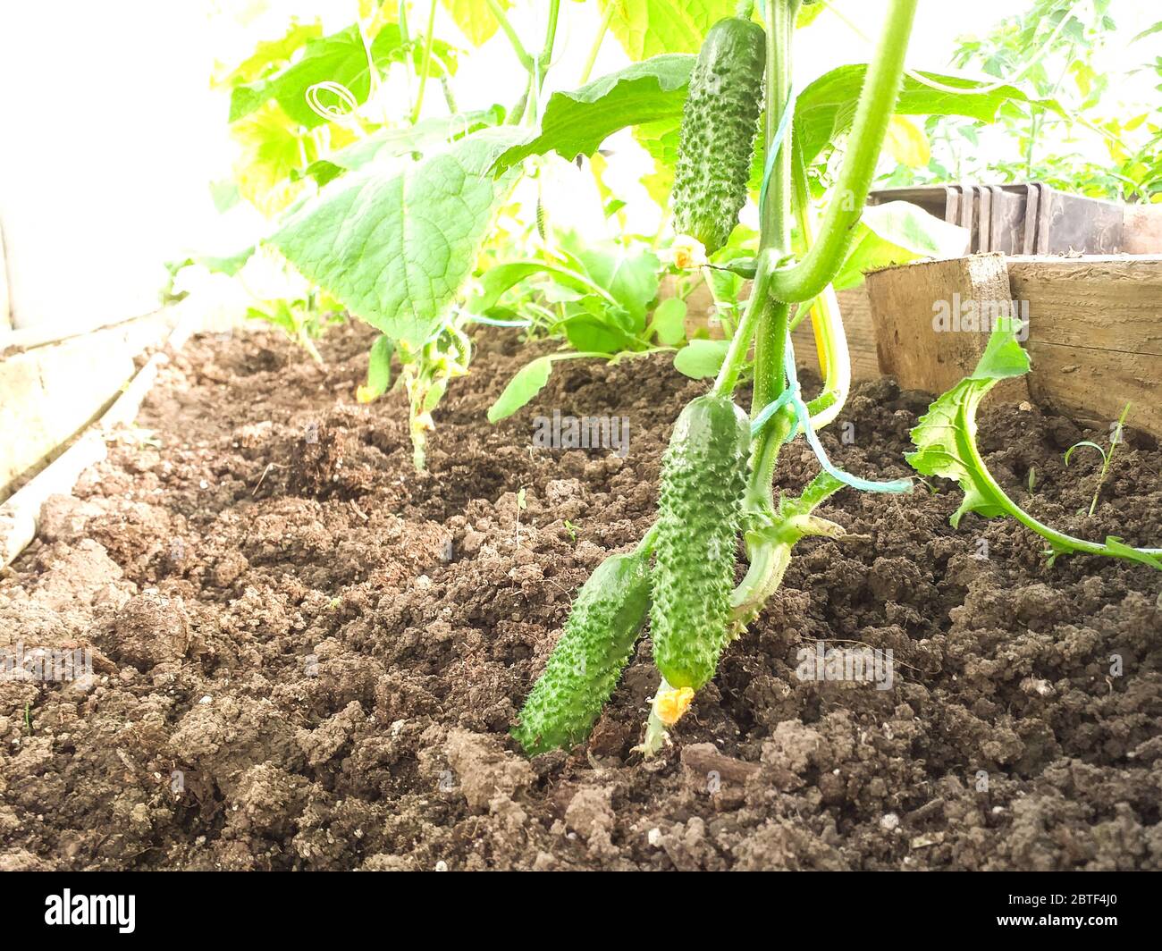 Jeunes fruits frais de concombre cultivés en champ ouvert. Plantations ...
