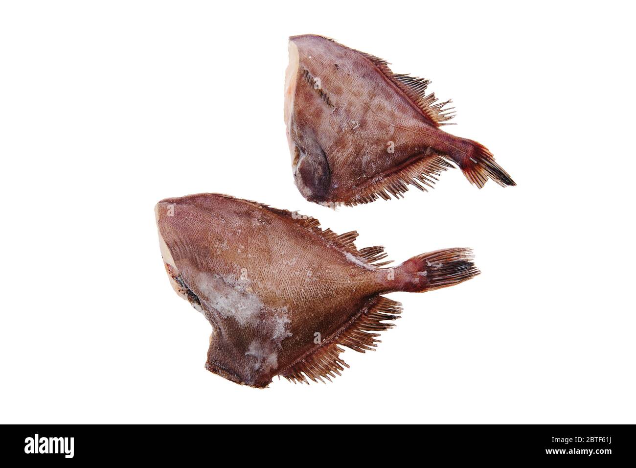 Dorade royale Banque d'images détourées - Alamy