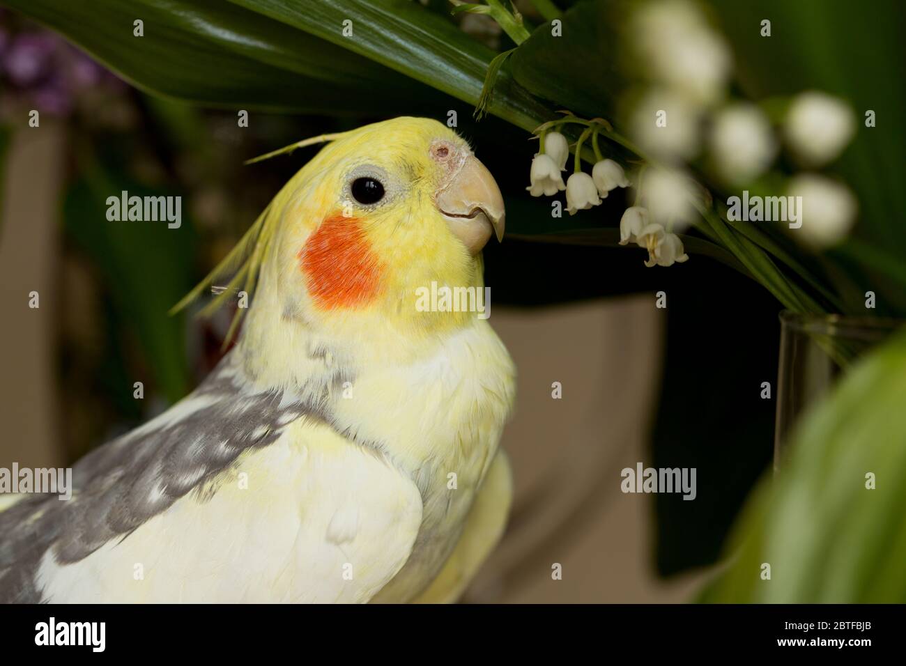 Joues rouges Banque de photographies et d’images à haute résolution - Alamy