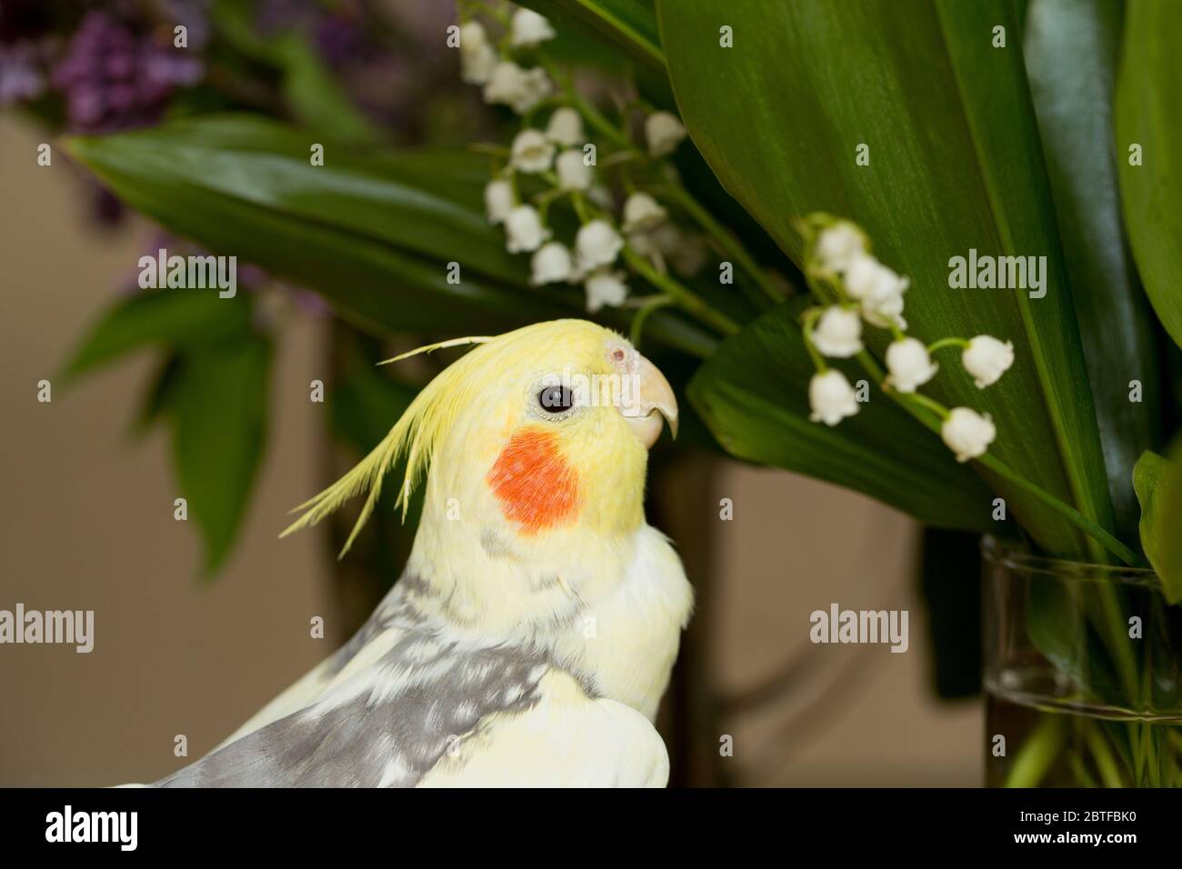 Joues rouges Banque de photographies et d’images à haute résolution - Alamy