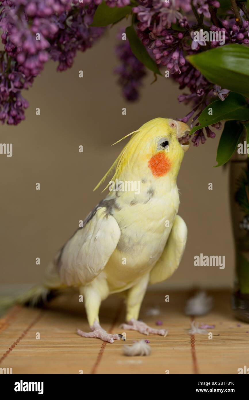 Joues rouges Banque de photographies et d’images à haute résolution - Alamy