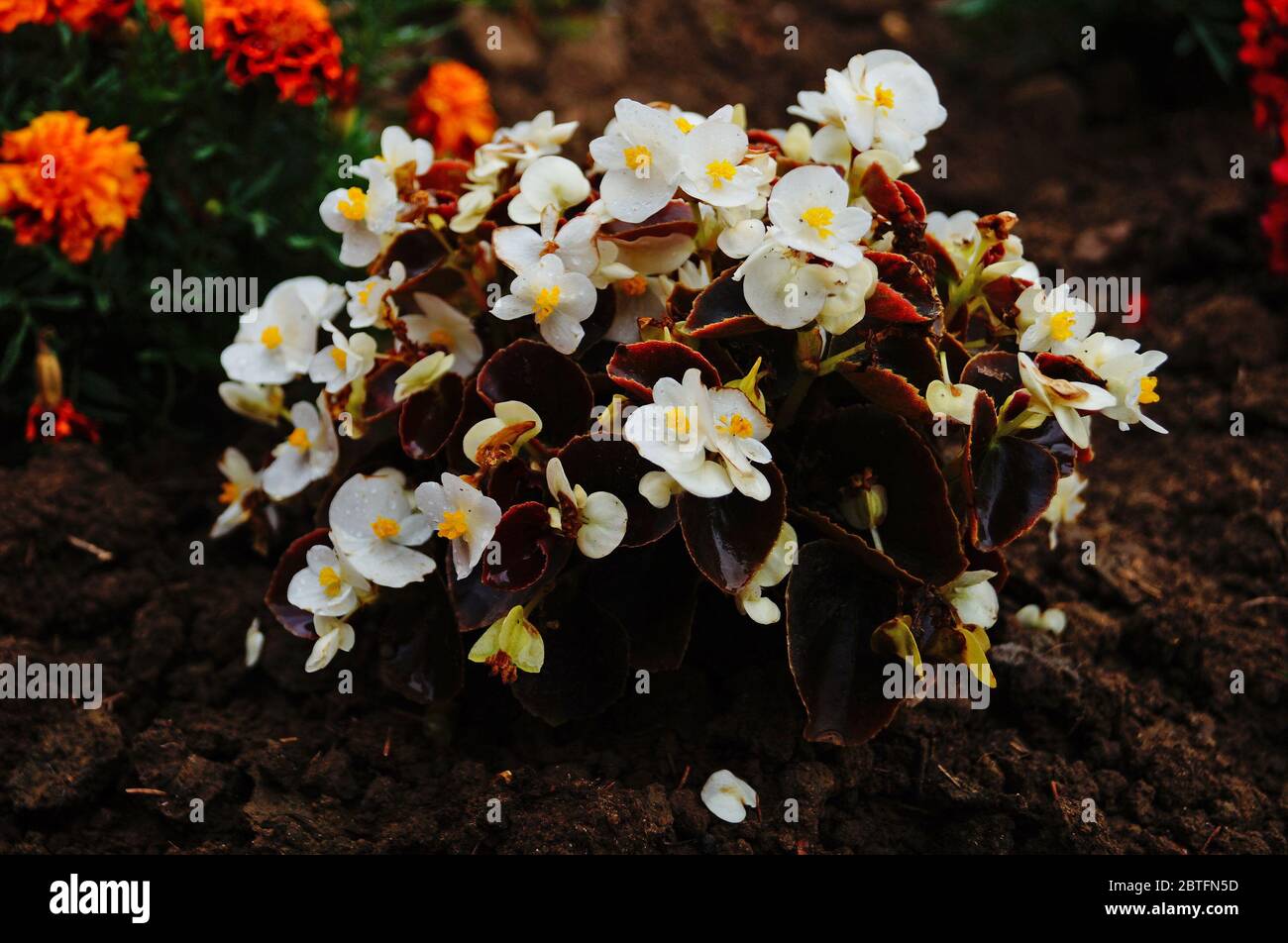 Begonia cucullata cucullata Banque de photographies et d’images à haute ...