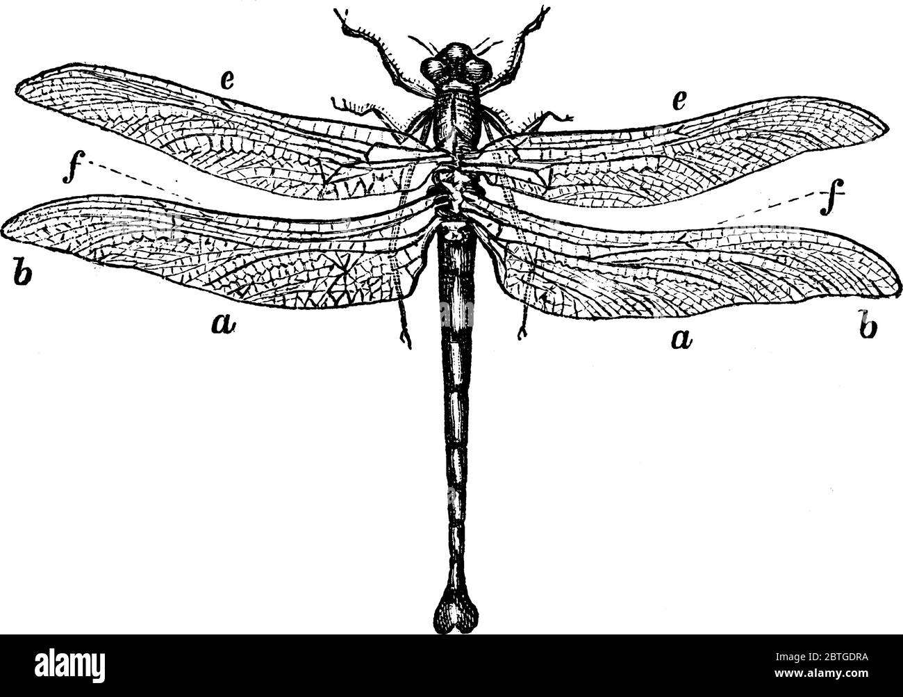 Un insecte avec deux paires d'ailes transparentes, de grands yeux ...