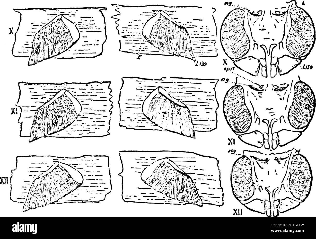 Vectores de vectores de pulmones Banque d'images noir et blanc - Alamy
