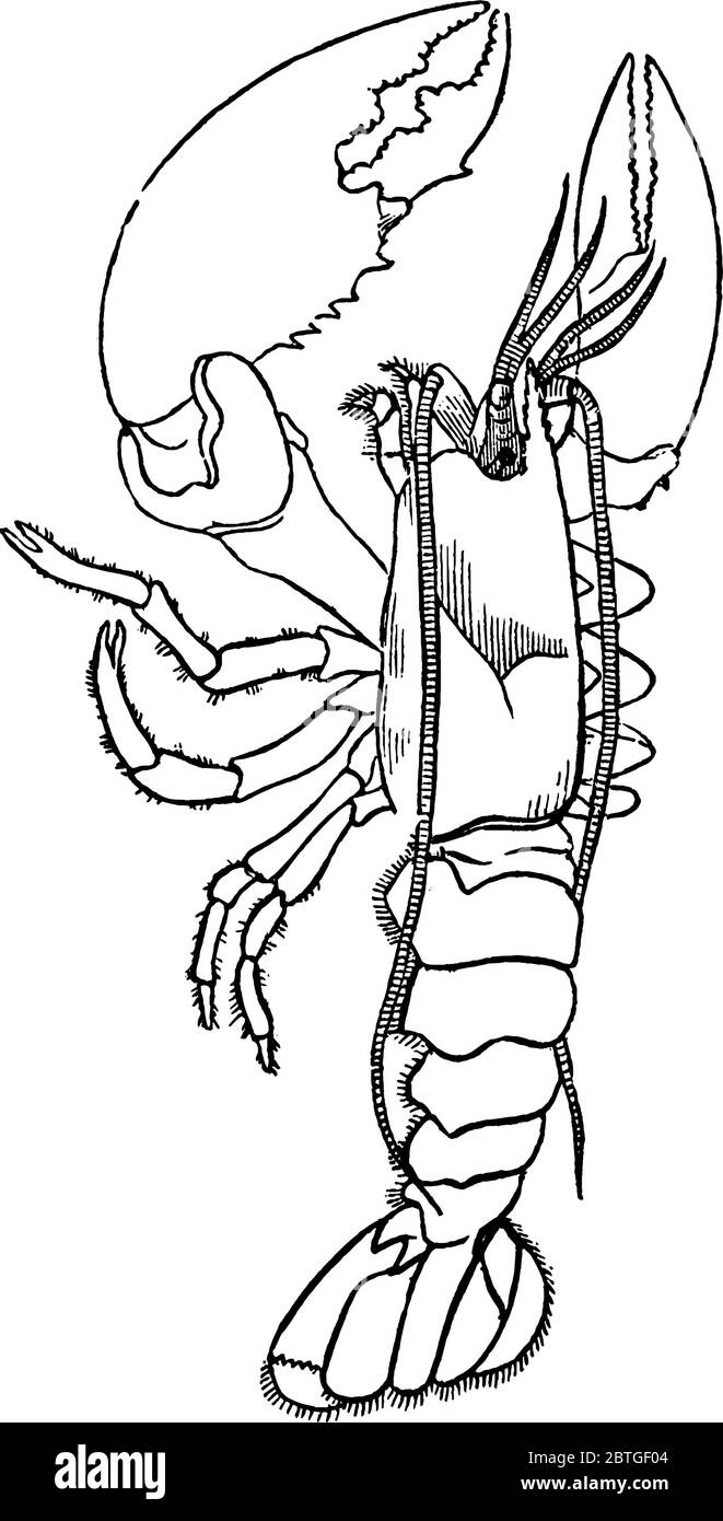 Crustacés marins Banque d'images vectorielles - Alamy