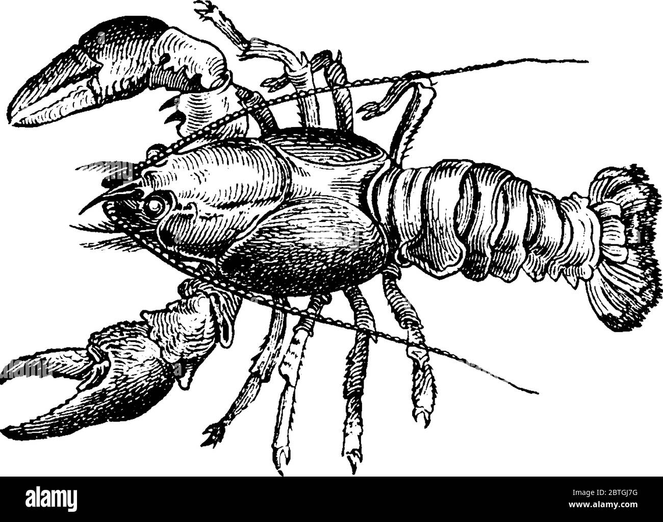 Les homards sont de la famille Nephropidae, dessin de ligne vintage ou ...