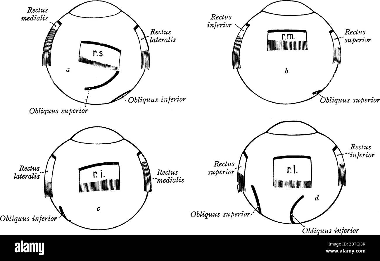 Ocular muscles Banque d'images vectorielles - Alamy