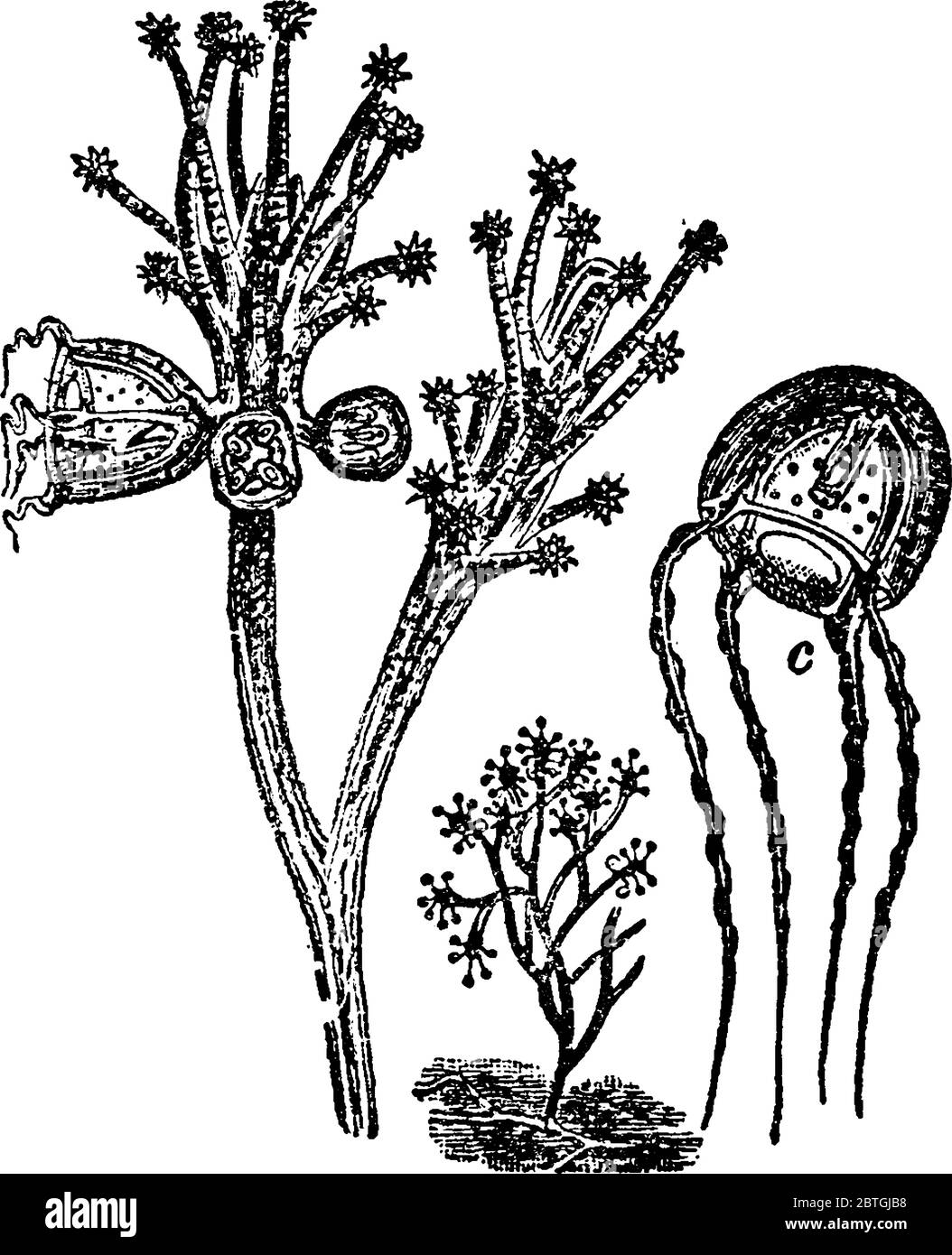 Un petit méduse, qui sont des membres de nage libre, qui utilise le ...