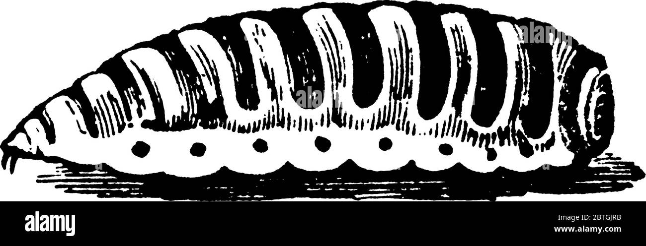 La larve pleine-cultivée de la mouche de mouton, l'espèce estrus ovis ...