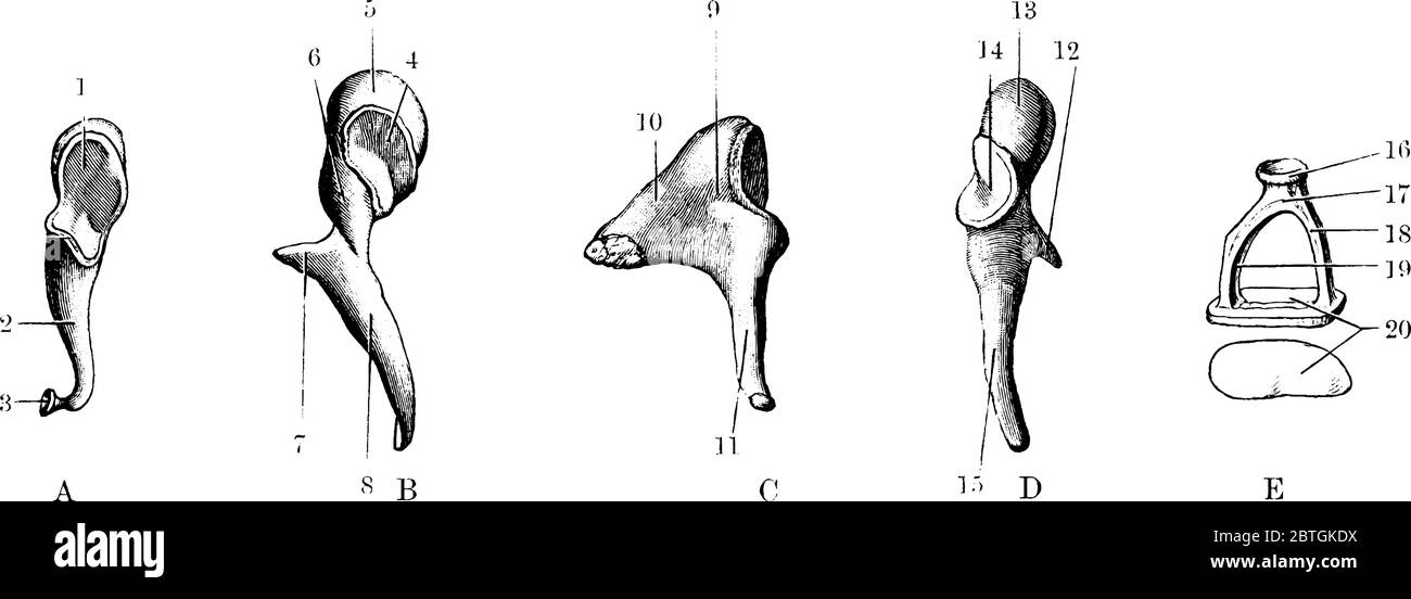Osselets tympanique de l'oreille gauche, avec les pièces vues à partir ...