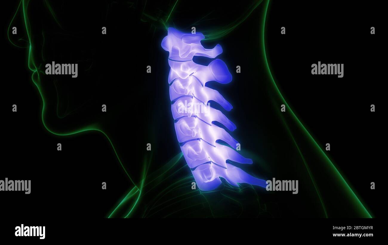 La colonne vertébrale cervicale du squelette humain Anatomie du système ...