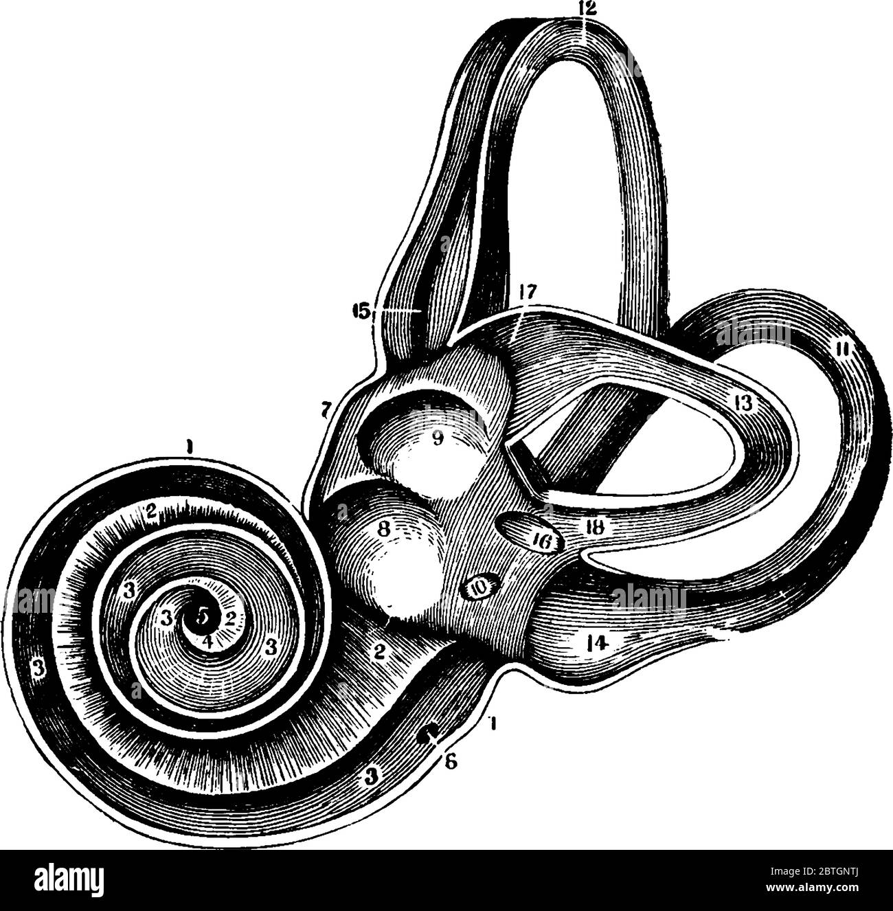 Le labyrinthe de l'oreille interne il sert deux fonctions principales ...