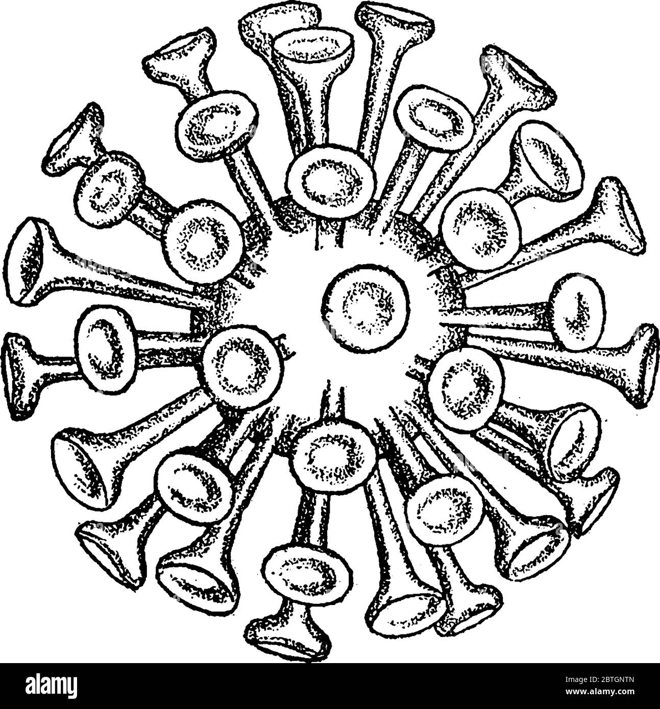 Les coccolithes Banque de photographies et d’images à haute résolution ...