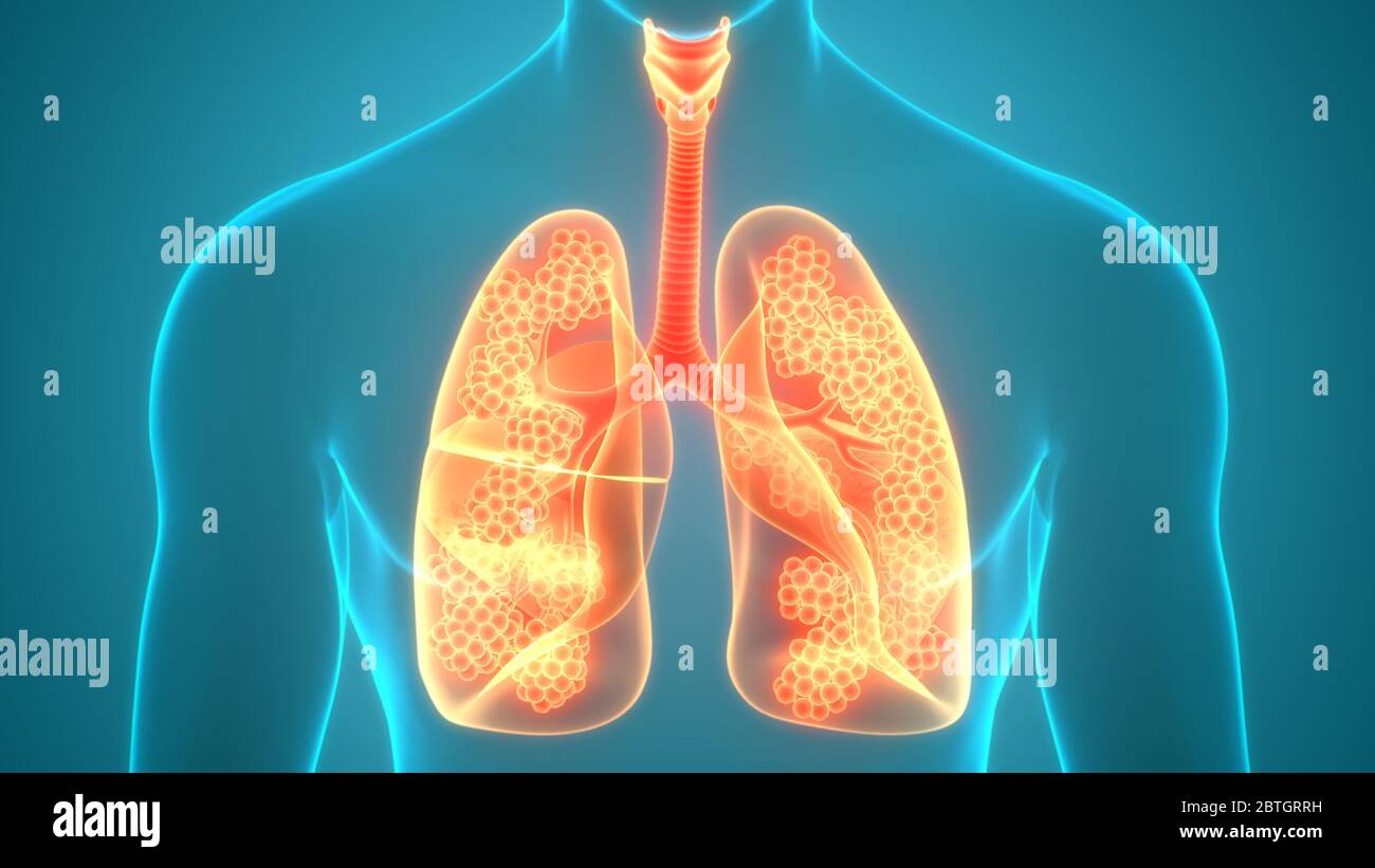 Poumons du système respiratoire humain avec anatomie alvéoli Photo ...