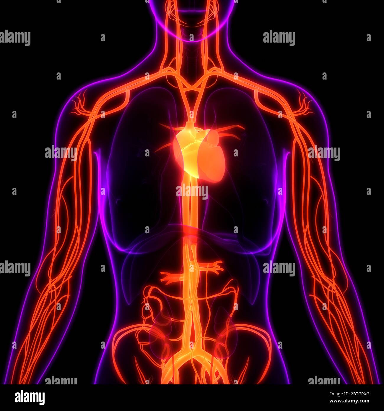 Système circulatoire de l'anatomie cardiaque Photo Stock - Alamy
