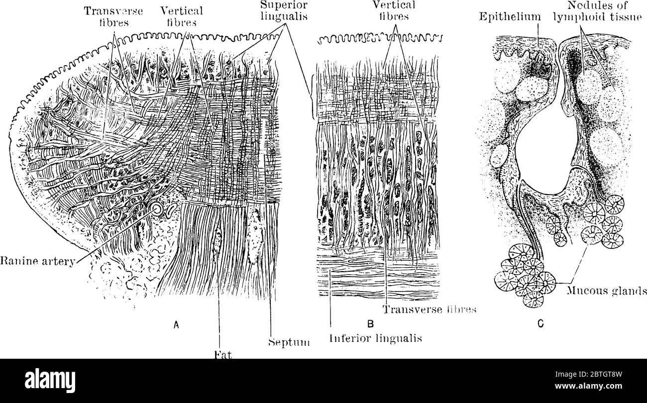 Coupes longitudinales et transversales Banque d'images vectorielles - Alamy
