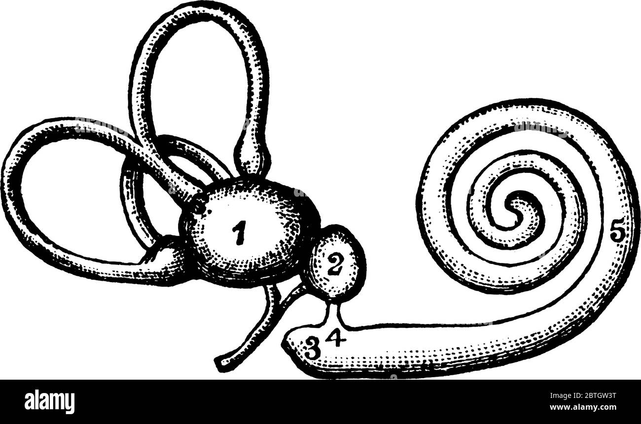 Le labyrinthe de l'oreille interne il sert deux fonctions principales ...