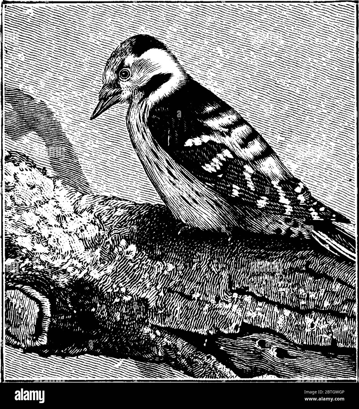 Picidae famille pic Banque d'images vectorielles - Alamy