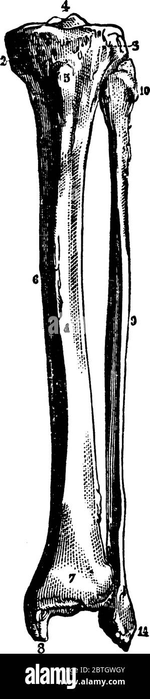 Le tibia et le péroné sont de longs os de la jambe inférieure, le tibia ...