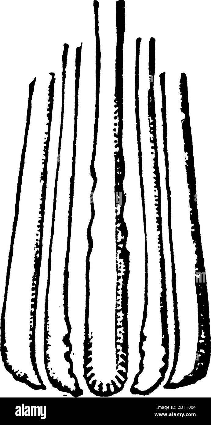 Insecte à longue queue Banque d'images noir et blanc - Alamy