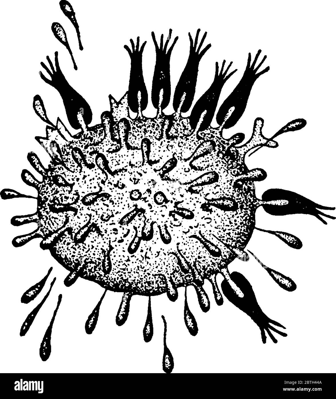 Le mécanisme de l'immunité et de la cytolyse. Les chiffres en noir ...