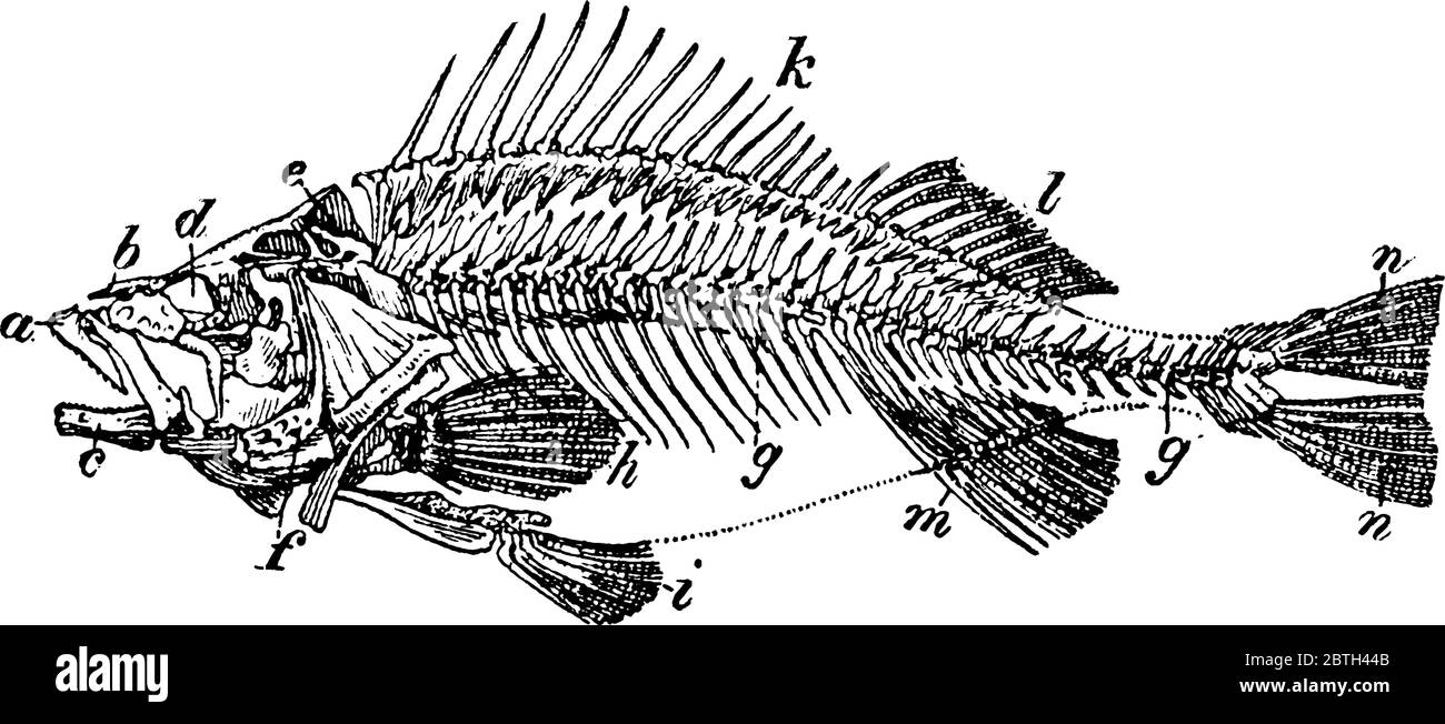 Figure montrant un squelette de perchaude, perche un poisson d'eau ...