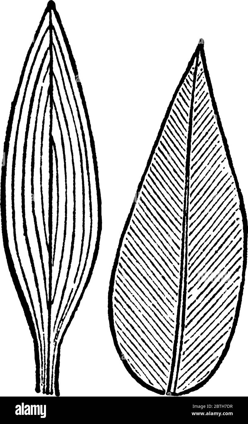 Les nervures se déroulent parallèlement les unes aux autres, de l ...