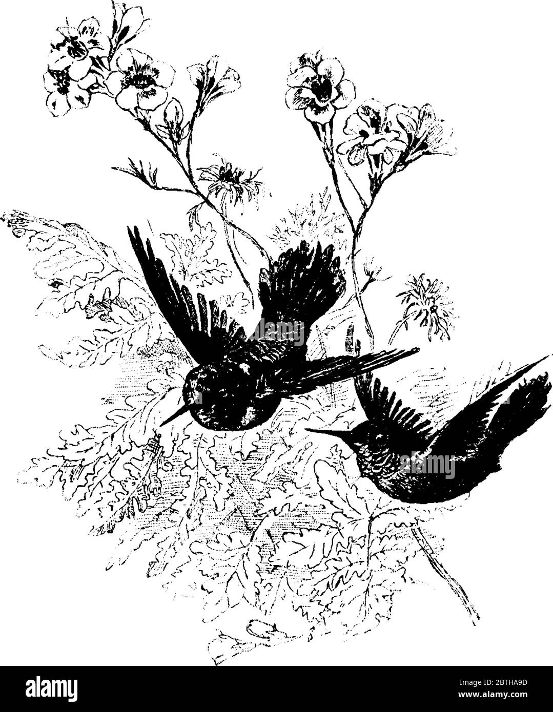 Avions volant ensemble Banque d'images vectorielles - Alamy