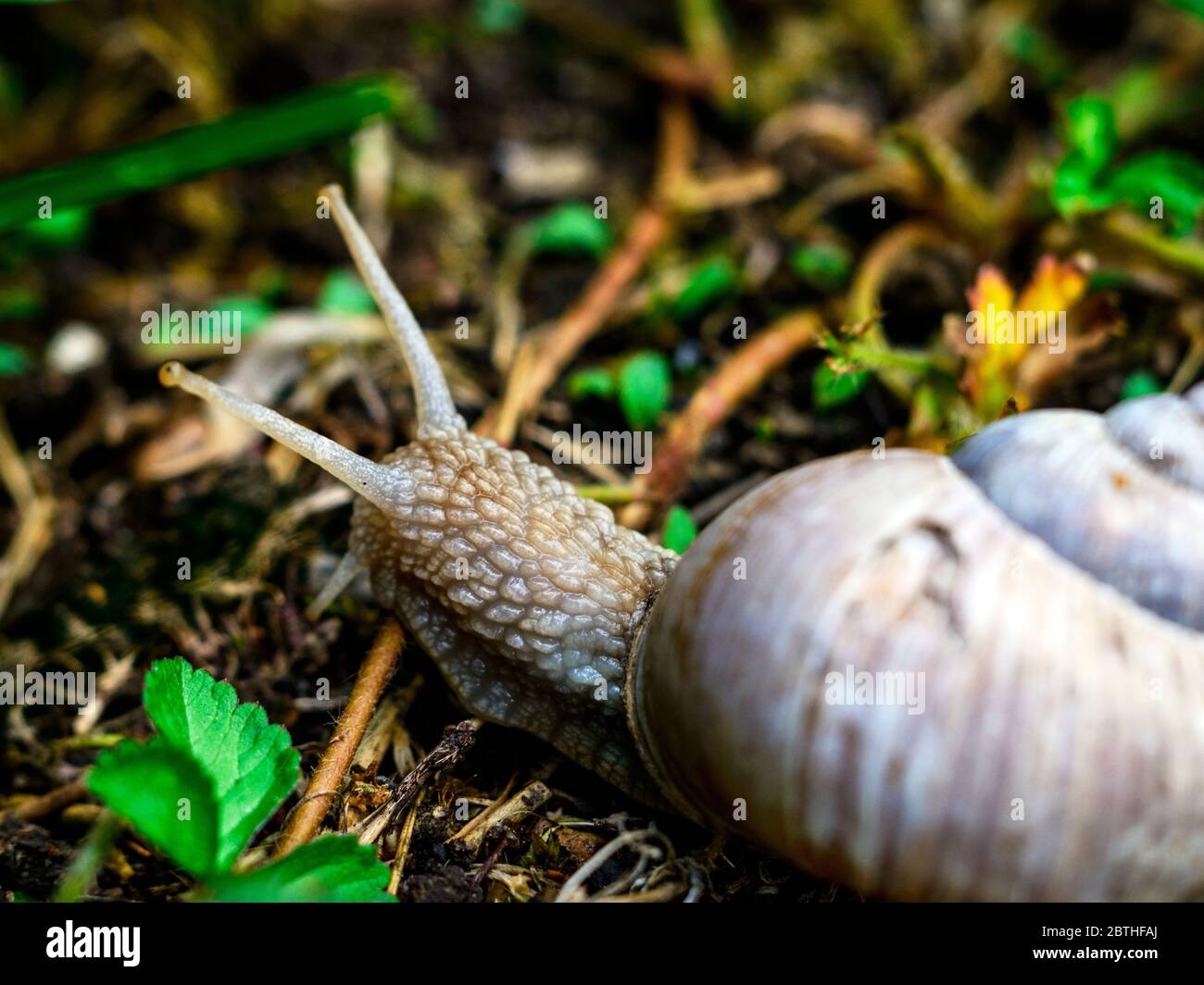 Gros plan d'escargot Banque de photographies et d’images à haute ...