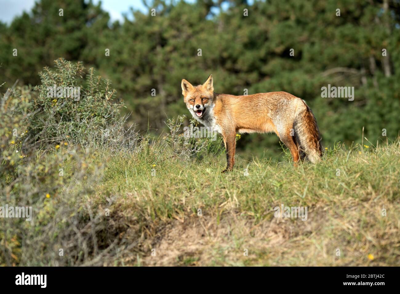 Listiger fuchs Banque de photographies et d’images à haute résolution ...