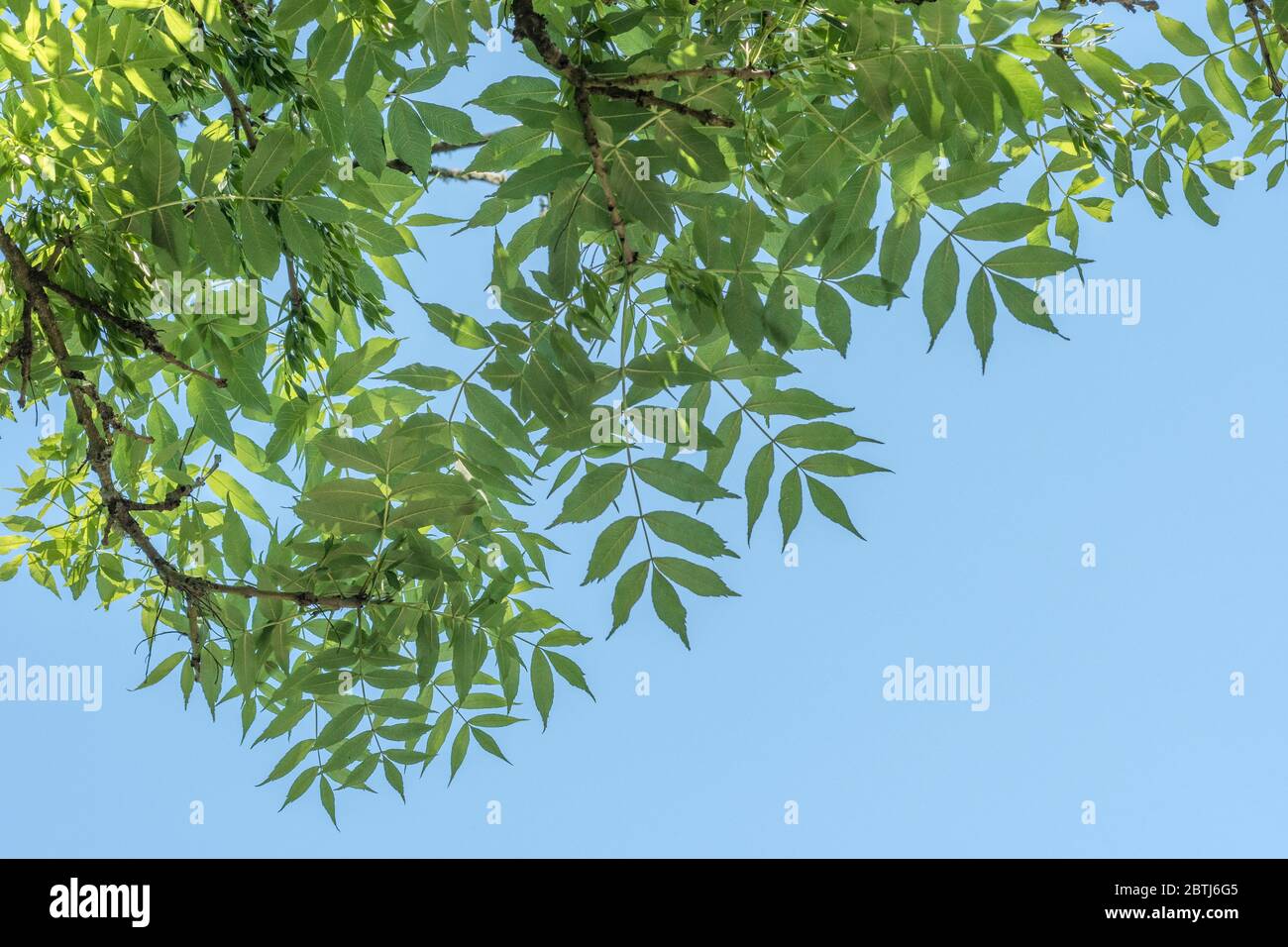 Grand frene Banque de photographies et d’images à haute résolution - Alamy